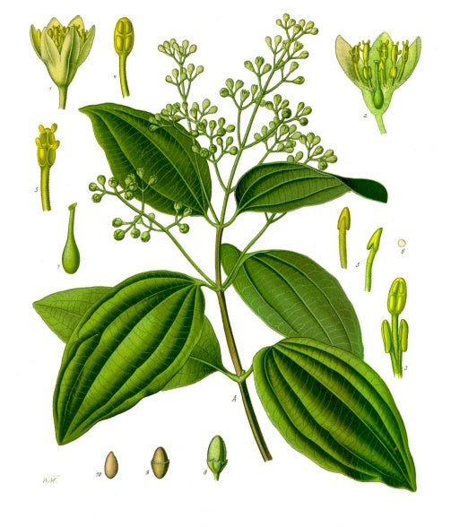 HUILE ESSENTIELLE DE CANNELLE : Utilisations et bienfaits – doctorsaliarmo